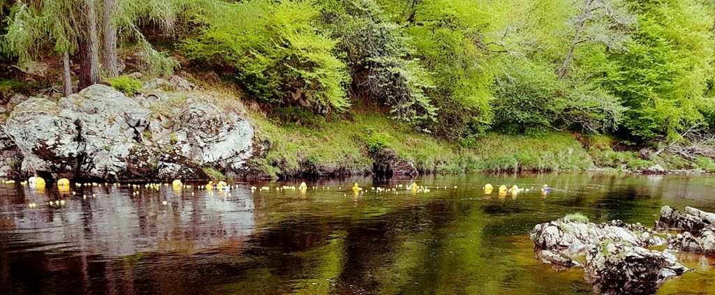 Logie Timber Festival & Extreme Duck Race | ACE Adventures